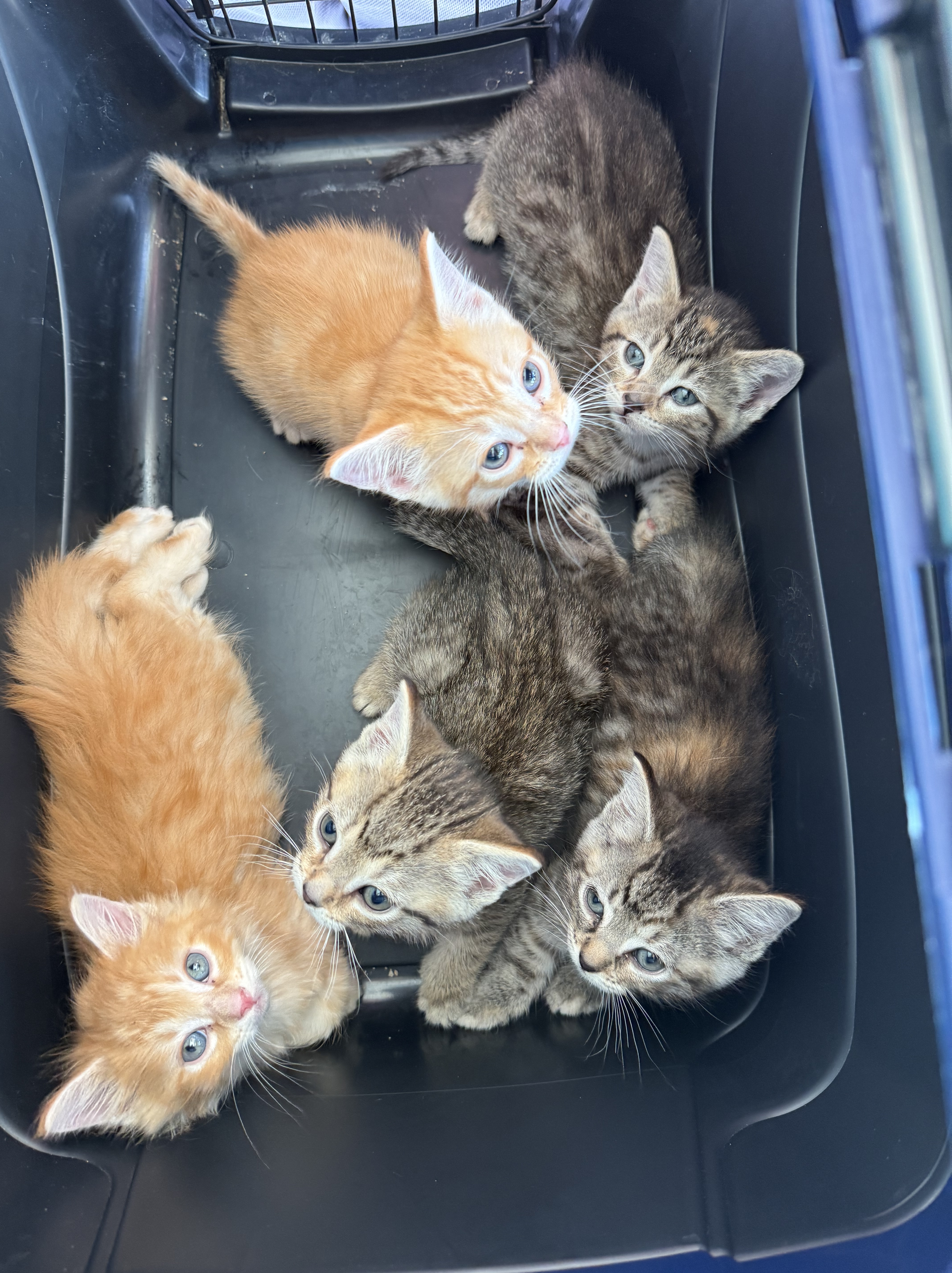 About the July 7 RFP – Save WDM cats